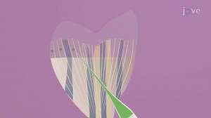 Video: Morpholino Injection: A Method to Knockdown Target Gene Expression to Study Function in Zebrafish - Experiment