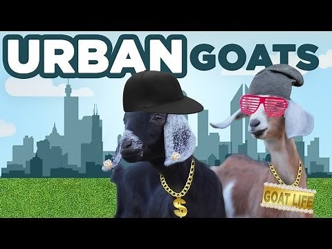 Urban Goats - Raising Goats in the Backyard