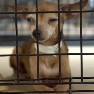 582 reactions · 155 shares | URGENT: After being rescued from suspected cruelty, more than 75 animals—including dogs, cats and small equines—are now at our temporary shelter. We are providing critical medical and behavioral care and aiding the investigation. Your gift can make an immediate impact on all our efforts to save lives. Donate now. | ASPCA | Facebook