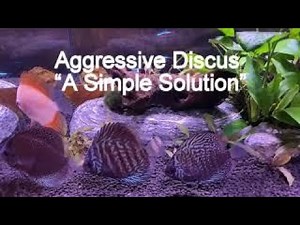 Discus Aggression/ What Is Normal and What Is Not?