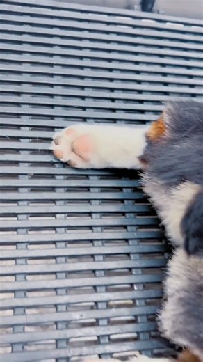 Beacon’s spay and retained deciduous teeth removal went well! I will be posting more surgery videos on my Instagram, thomashamilton17. #drtom #veterinarian #fyp #veterinariansoftiktok #foryou #animaldoctor #work #puppiesoftiktok #dogsoftiktok #dog #dogoftheday #bestfriend #patienceformypatients | Dr.Tom