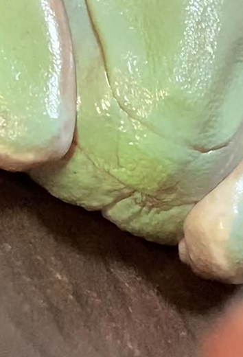 Captivating Close-Up of Green Frog Skin Texture