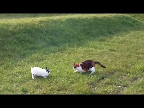 Bunny Chases Cat - Hilarious