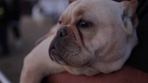 Shorty bull: The standard for the small bulldog