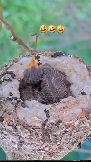 #animals#animaldocumentary #funnyanimal #fyp