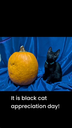 4.8K views · 110 reactions | Angels Among Us Pet Rescue on Reels | Facebook