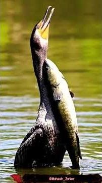 “UNBELIEVABLE! BIRD SWALLOWS A SNAKEHEAD” : A Real Wildlife Moment Captured in 4K #wildlife