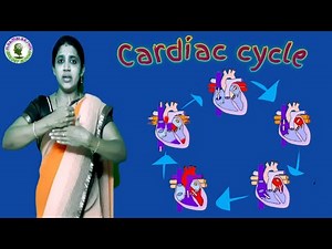 Cardiac Cycle || Systole and Diastole || 10th Class Biology || Kunshi's entertainment