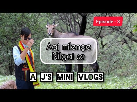 A J's Mini Vlogs | Episode - 3 | Searching Nilgais in BBAU |