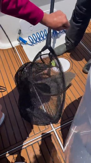 2.3K views · 52 reactions | Promar Landing Net in action with @wetwillyfishing Shop Promar & Ahi USA products at promarahi.com #promar #landingnet #landingnets #fishingaction | Promar & Ahi USA | Facebook