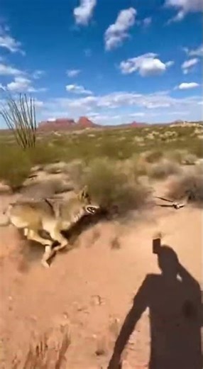 🏜️💨 Real-life Road Runner! Coyote Chasing Roadrunner is Insane! Wild Encounter! #roadrunner #birds