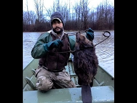 Open Water Beaver Trapping from a Boat in Ohio 2016