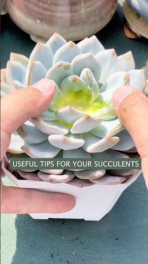 Beginner's Succulent Care: Easy Tips for a Beautiful Plant Garden | 다육이 | 多肉植物