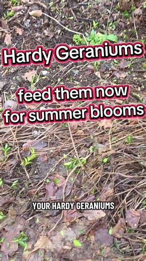 Hardy Geraniums are a great addition to the flower garden or cottage garden. They are perennials, so come year after year and with very little maintenance never cease to amaze with wonderful summer shows of flowers. with a few little things to do each year, we can help ensure these plants will give amazing blooms that take your breath away. I'm the middle of winter, before the buds start to grow is the best time to be clearing off the dead foliage, and add a thick layer of compost. #cottagegarde