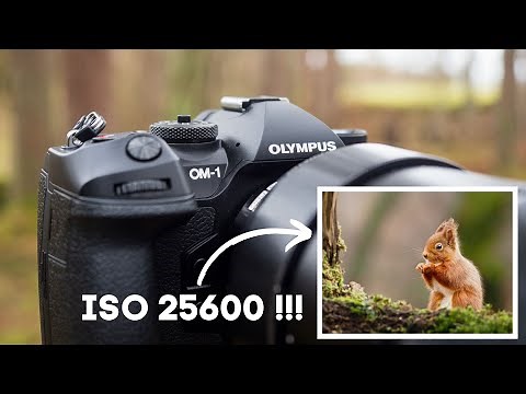 OM System OM-1 | ISO & AF Animal Tracking for Wildlife Photography
