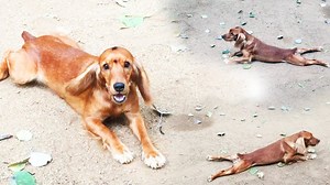 Exercise with Dog funny