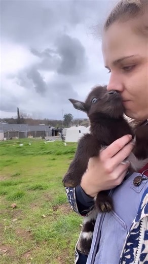 Work perks… every Spring brings lots of work on the farm but that also includes lots of baby snuggles. Because YES it is daily work to socialize dam raised baby goats! Who woulda thunk it, and I’m not complaining! But this is why so many breeders pull kids and bottle feed at birth, simply, it’s just so much easier to socialize them that way than to spend hours hanging out with them each day. However I find other perks to raising Dam raised kids, so here I am… 😂 #nigeriandwarfgoats #farmlife #ba