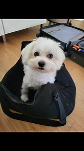 61K views · 34K reactions | You are my best friends #dog #dogs #funny #fun #love #petfriendly | Michel Wagner | Facebook