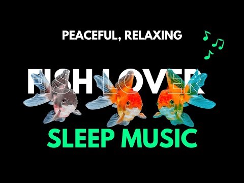 Beautiful Goldfish Swimming: Stress Relief & Zen Aquarium Live