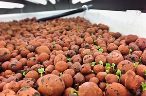 [Hot Item] Hydroponic Growing Media Expanded Clay Pebbles Leca for Farming Planting