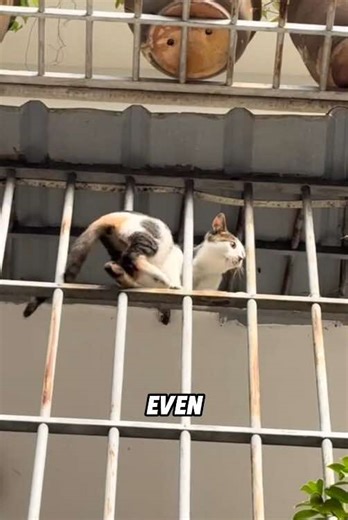 The Incredible Flexibility of Cats Explained