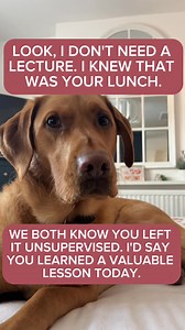 He’s 100% correct ✅ #dog #family #funny #cute #viral #reels | Rob And Elizabeth