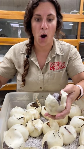 The Reptile Zoo on Instagram: "little baby snake rescue, needed some help bad but all is well baby reticulated Python safe and sound out of the egg🥚 • • • #snake #rescue #reelsinstagram #animals #reptile #eggs #hatching #snakes #reticulatedpython #reels"