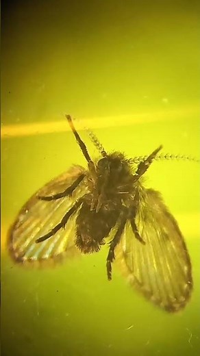 Psychodidae, Sink Flies, Drain Flies, Sewer Gnats, Filter Flies Live in Your Bathroom? Kyiv Ukraine.