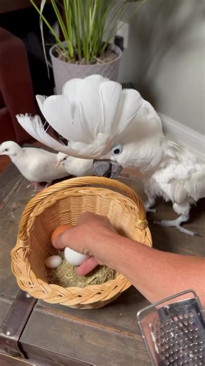 372K views · 530 reactions | Two turtle doves #christmasmagic | Jason the Great | Facebook