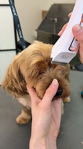 Yorkie short trim