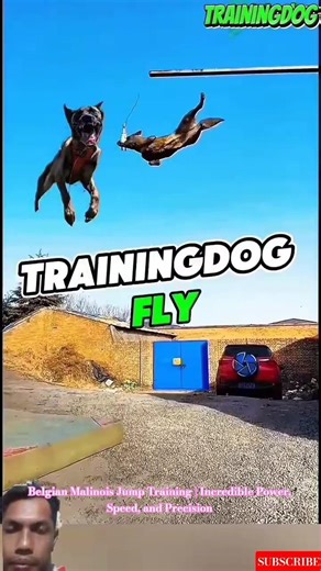 Belgian Malinois Jump Training | Incredible Power, Speed and Precision #belgianmalinois #dogtraining