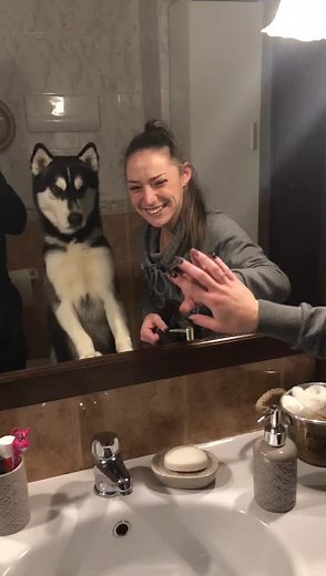 Siberian Husky Playfully Interacts in Bathroom