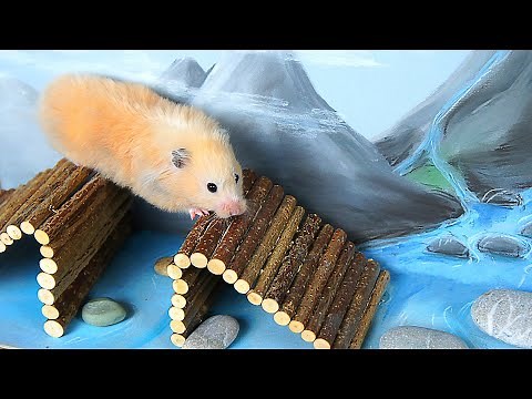 Hamster takes on the Military Obstacle Course!