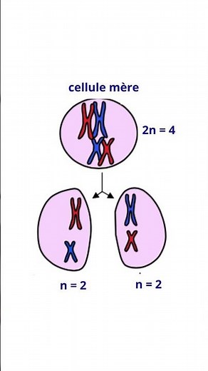 La Meïose Division Cellulaire Différente De La Mitose