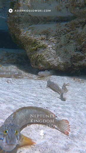 TIDAL POOLS - ARNISTON BLENNIES - TIMELAPSE - Exploring the captivating marine life of Arniston's tidal pools! Dive into the world of the rock-pool blenny (Parablennius parvicornis), a fascinating combtooth blenny species found in the eastern central Atlantic Ocean. These creatures can grow up to 12 centimeters long and are commonly spotted in tidal hollows and rock pools, hence their English name. Look for them in sunny areas, nestled between stones and amidst thickets of seaweed. Their diet ma