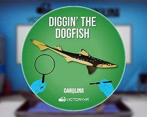 VR Dogfish Dissection: Diggin' the Dogfish by VictoryXR