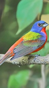 492 reactions · 15 shares | Should we be MATCHING THE HATCH with BIRD BAITS?!?  See the full @seafoamworks Top 5 on the Bass Blaster YouTube channel and at bassblaster.rocks! #bass #bassfishing #fishing #shorts #explorepage #explore #bassblaster | BassBlaster | Facebook