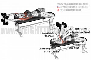 Double dumbbell pullover exercise instructions and video