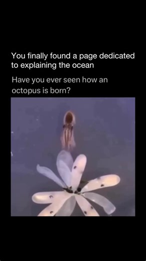 Explaining The Ocean | Octopuses are highly intelligent marine animals belonging to the class Cephalopoda, which also includes squids and cuttlefish. They are... | Instagram
