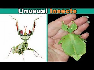 ‎9 Unusual Insects In The World| Aun Tv