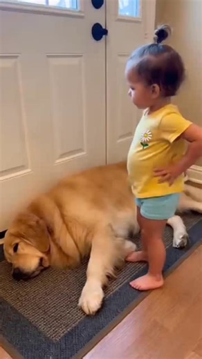 410K views · 11K reactions | "You not the door guard!" This toddler tell the massive, unbothered dogs to scoot is absolutely comedy gold!  #toddlerlife #bigdogs #cutenes#cutenessoverload #golden#goldenretriever #funnyvideos | Pet Companions | Facebook