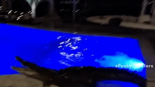 Watch: Massive, angry crocodile removed from homeowner's swimming pool