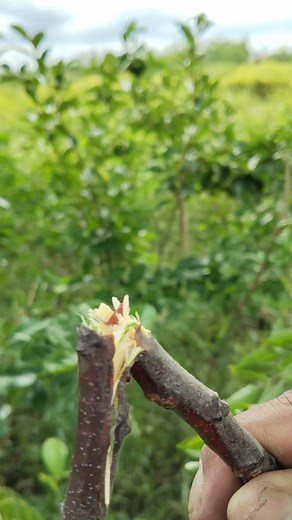 "Not sure what fruit this is, trying to multiply bonsai materials by air layering" #bonsaiworld #bonsaiindonesia #airlayering #grafting | Zhajan Bonsai
