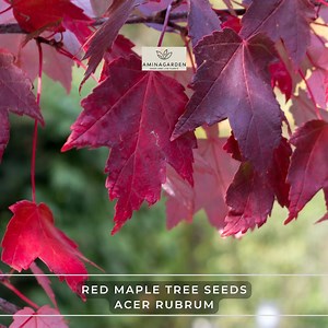 Red Maple Tree Seeds: Acer Rubrum, Fast-growing Shade Tree - Etsy