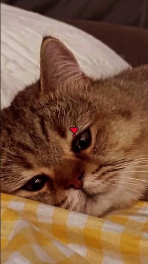 😿💔 Cat Crying – Heartbreaking & Emotional Moment | #petcareessentials #catlovers #catcare