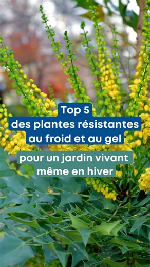 O₂ - N°1 du service à la personne on Instagram: "Un jardin vivant même en hiver ? C'est possible !⁣ Quand l’hiver s’installe, votre extérieur peut lui aussi garder des couleurs, des formes et même des parfums ! Certaines plantes bravent le froid avec élégance et donnent à votre jardin un charme unique, même sous les gelées ❄️⁣ ⁣ Nous avons sélectionné pour vous le top 5 des plantes rustiques incontournables :⁣ 🌿 Le houx, le roi de l’hiver, graphique et ultra résistant⁣ 🌿 Le mahonia, lumineux, 