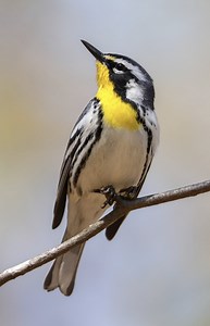 9.1K views · 206 reactions | For this week’s species highlight, we...