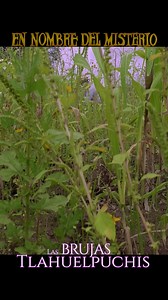 76K views · 1.6K reactions | Más capítulos completos en el canal de YouTube https://youtu.be/M9cR_hUMFyI?si=-bfe9pVv3lOP2ia- | Frank Nitty | Facebook