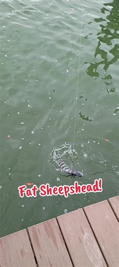 Fat Sheepshead! #sheepshead #saltwaterfishing #snookdaddy #snookdaddyyoutube #inshorefishing