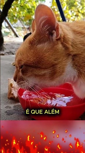 DOG VS CAT! #curious #amazing #interesting #shorts #educational #dog #puppy #cats